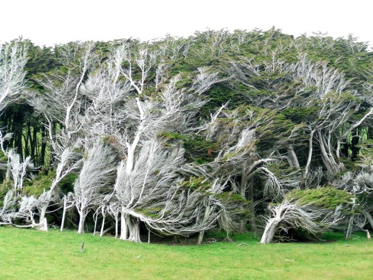 The Twisted Trees of Slope Point: A Bizarre and Beautiful Natural ...