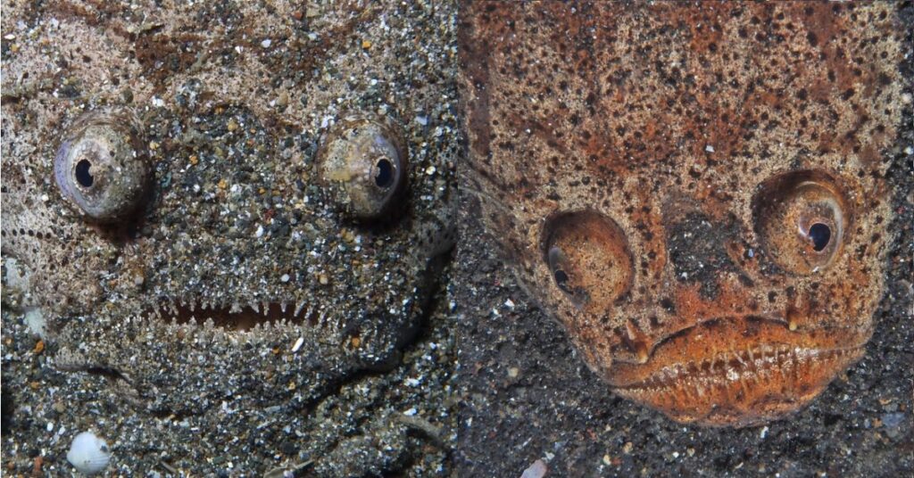 This Fish Hides in the Sand and Stargazes, Ignoring the Fact That It ...