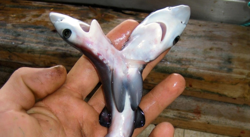 Two-Headed Sharks Are Sighted More and More and No One Knows Why ...