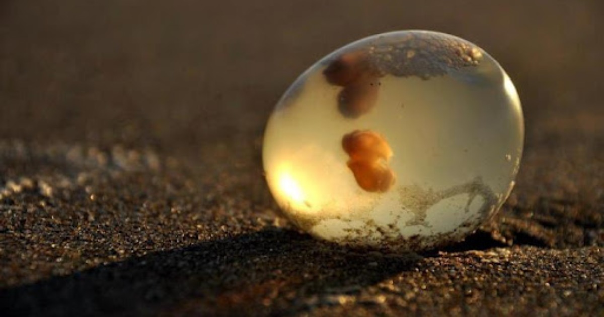 Mysterious Snail Invasion: Adelomelon brasiliana Eggs Wash Up on Mar ...