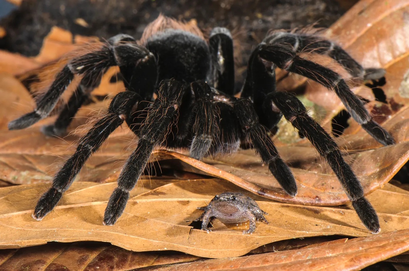 These Giant Tarantulas Are Best Friends With Little Frogs, And Their ...