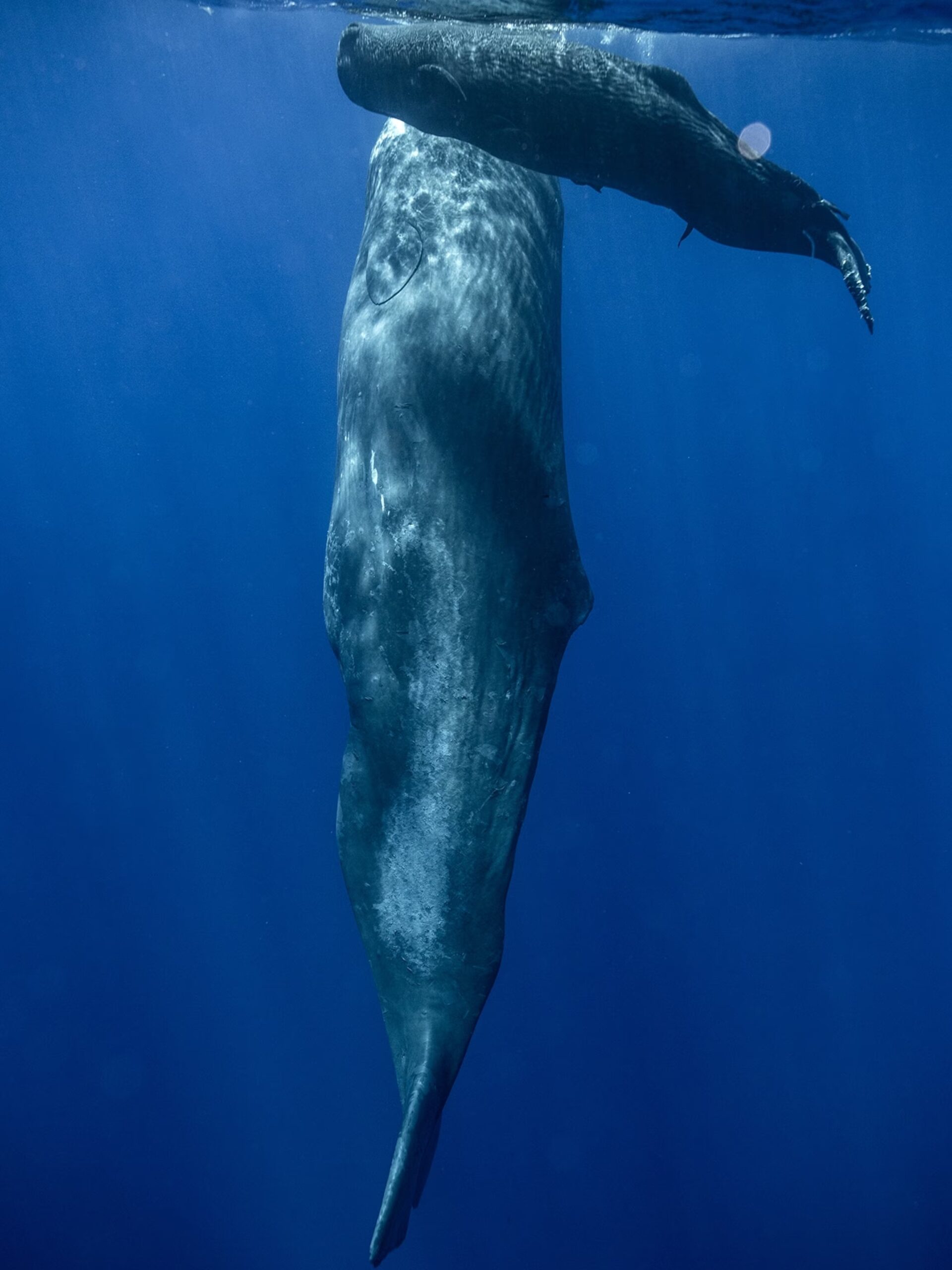 Uncovering the Mystery of Sleeping Whales: The Amazing Phenomenon of ...