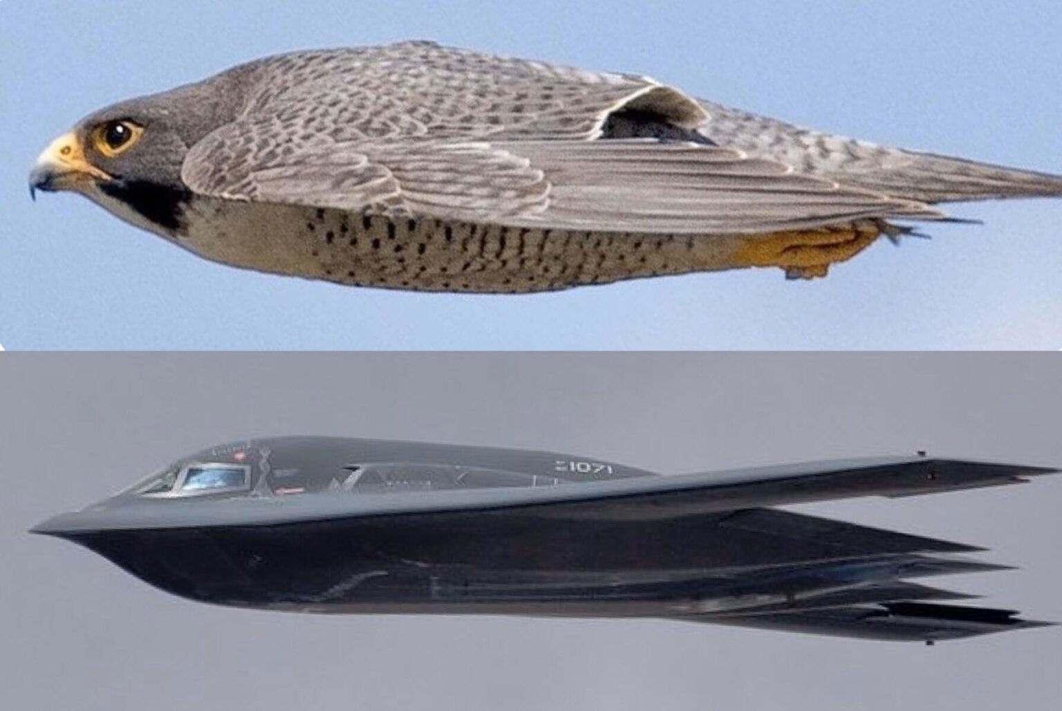 Peregrine Falcon’s Stealthy Dive Mirrors B-2 Bomber in Stunning Photo ...