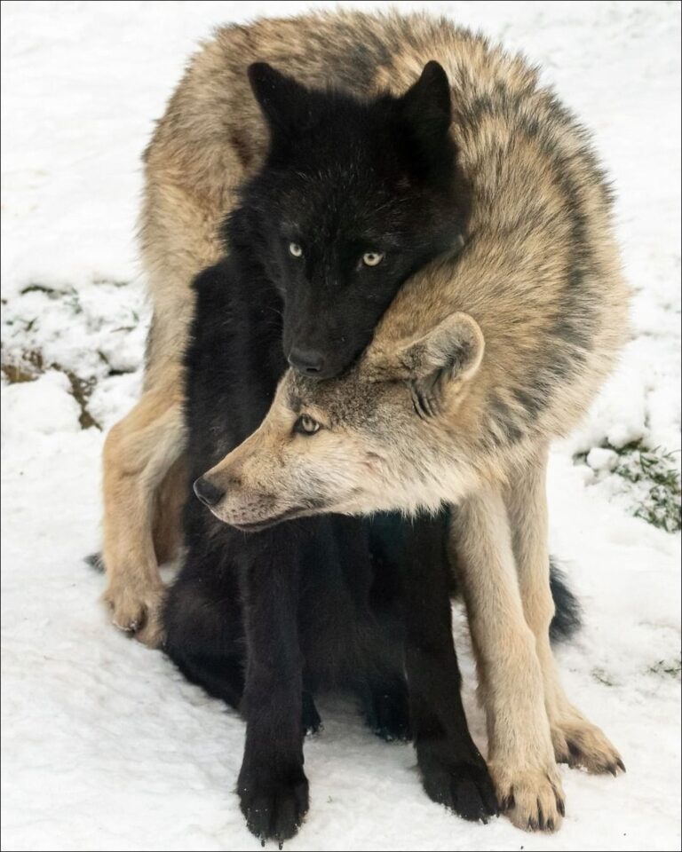 The Unbreakable Bond: The Love and Loyalty of Wolves - Hasan Jasim