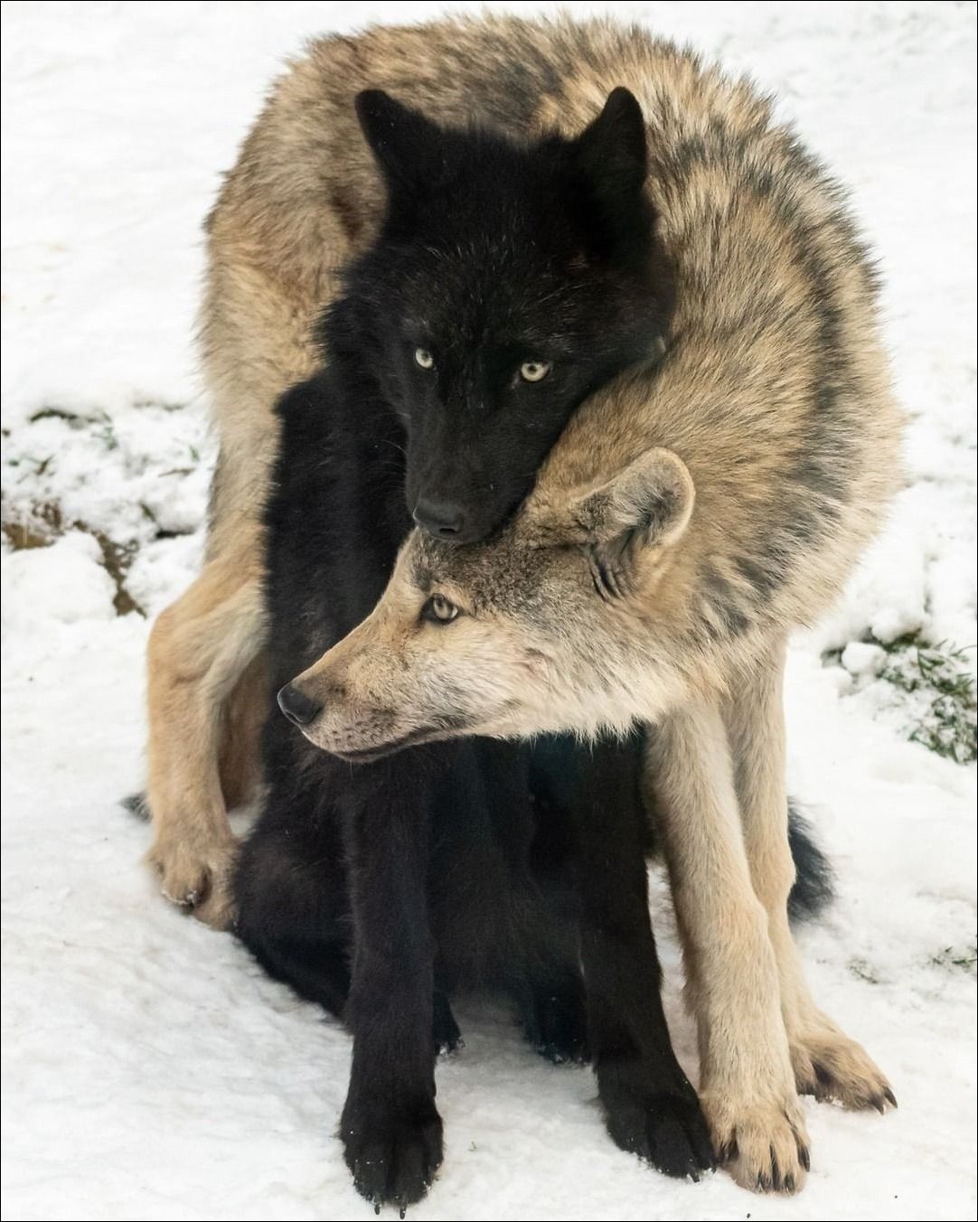 The Unbreakable Bond: The Love and Loyalty of Wolves - Hasan Jasim