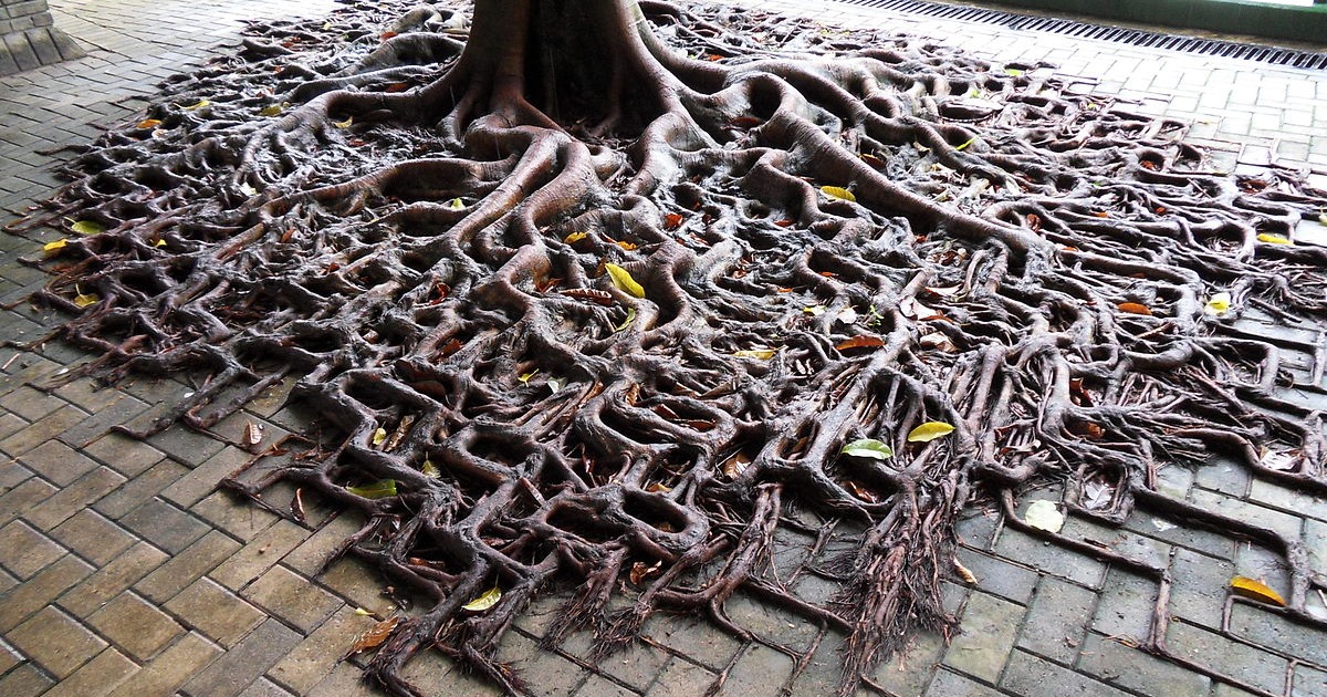 The Remarkable Tree in Hong Kong with Roots That Follow Pavement ...