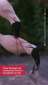 Flamingo Crop Milk: The Secretive Nutrient-Rich Substance Behind the ...