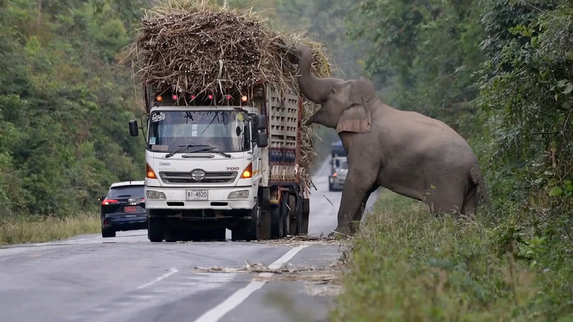 Elephants in Cambodia and Thailand Stop Sugar Cane Trucks for a Quick ...