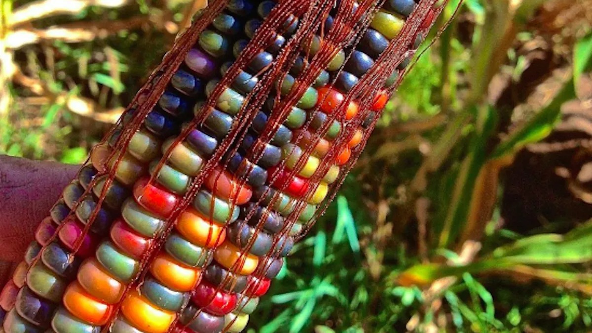 Glass Gem: The Story of The Most Beautiful Corn Variety on Earth ...