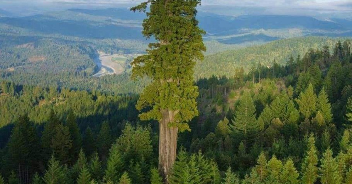 The Mighty Redwoods: Discovering the World's Tallest Trees - Hasan Jasim