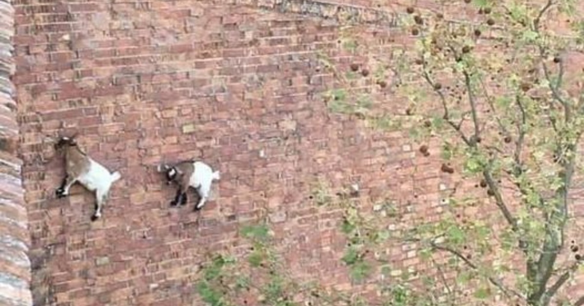 The Physics-Defying Abilities of Mountain Goats - Hasan Jasim
