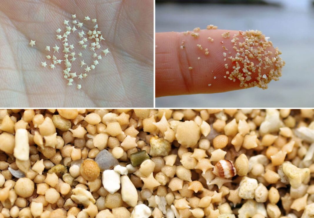 Discover the Unique Star Sand Beach in Okinawa, Japan - Hasan Jasim