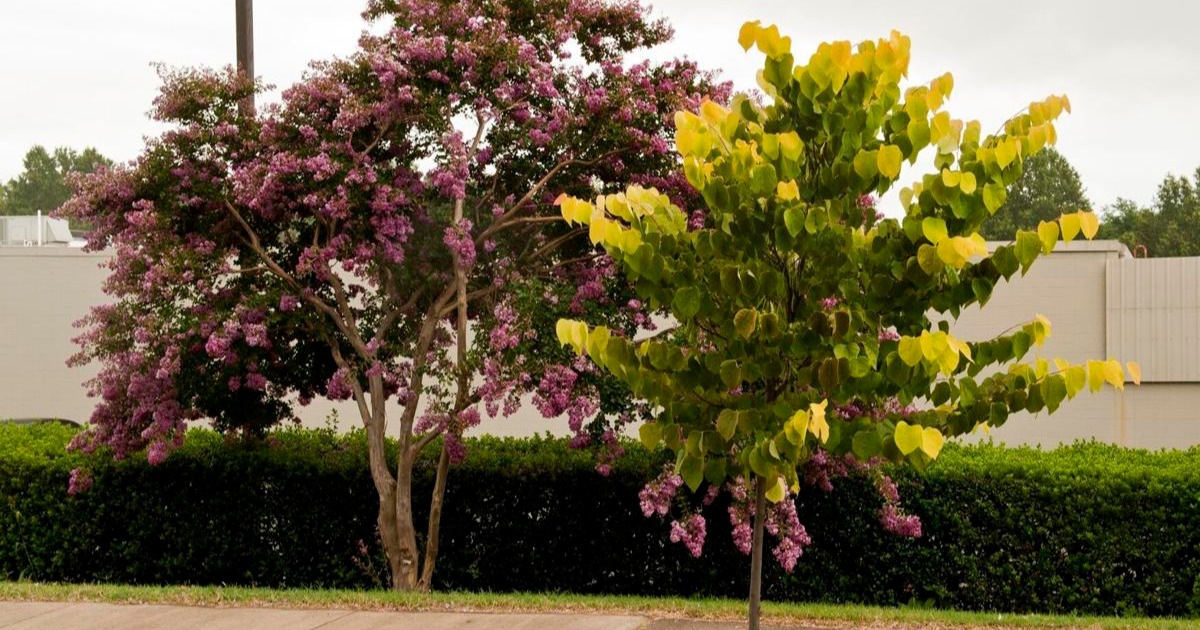 The Versatile and Beautiful Rising Sun Redbud: A Must-Have for Any ...