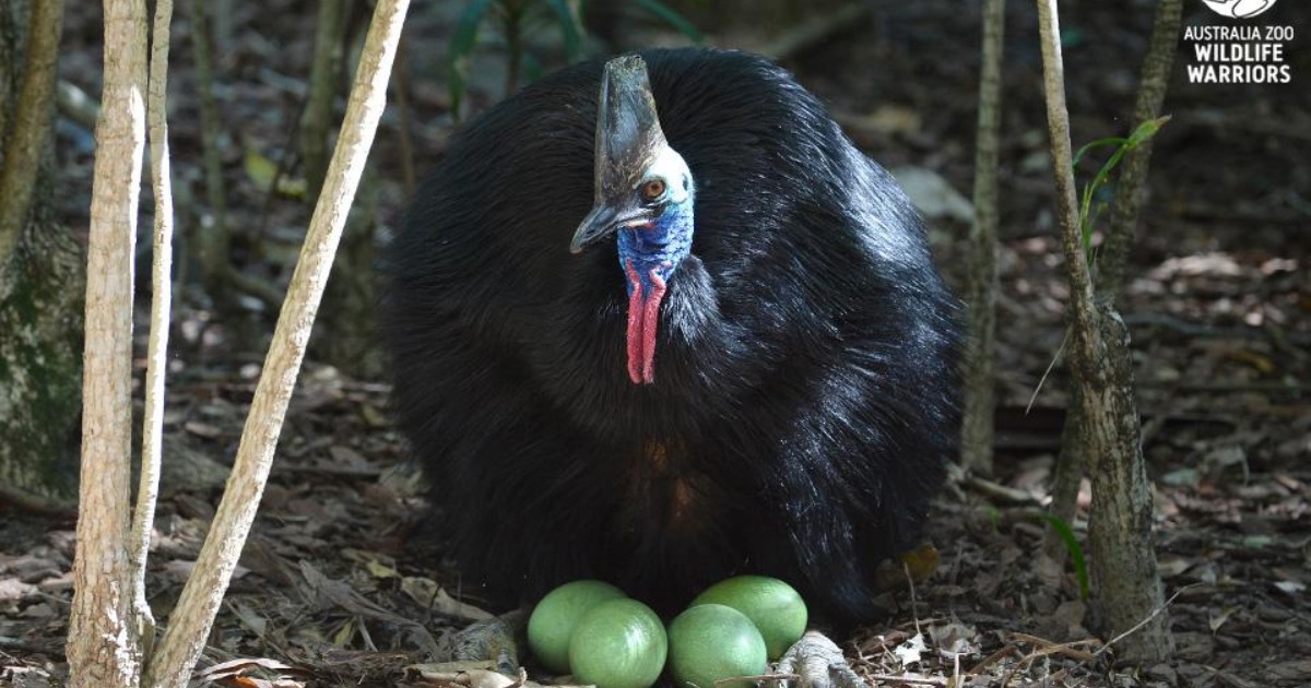 The Wonder of the Cassowary: Its Colorful Eggs During Breeding Season ...