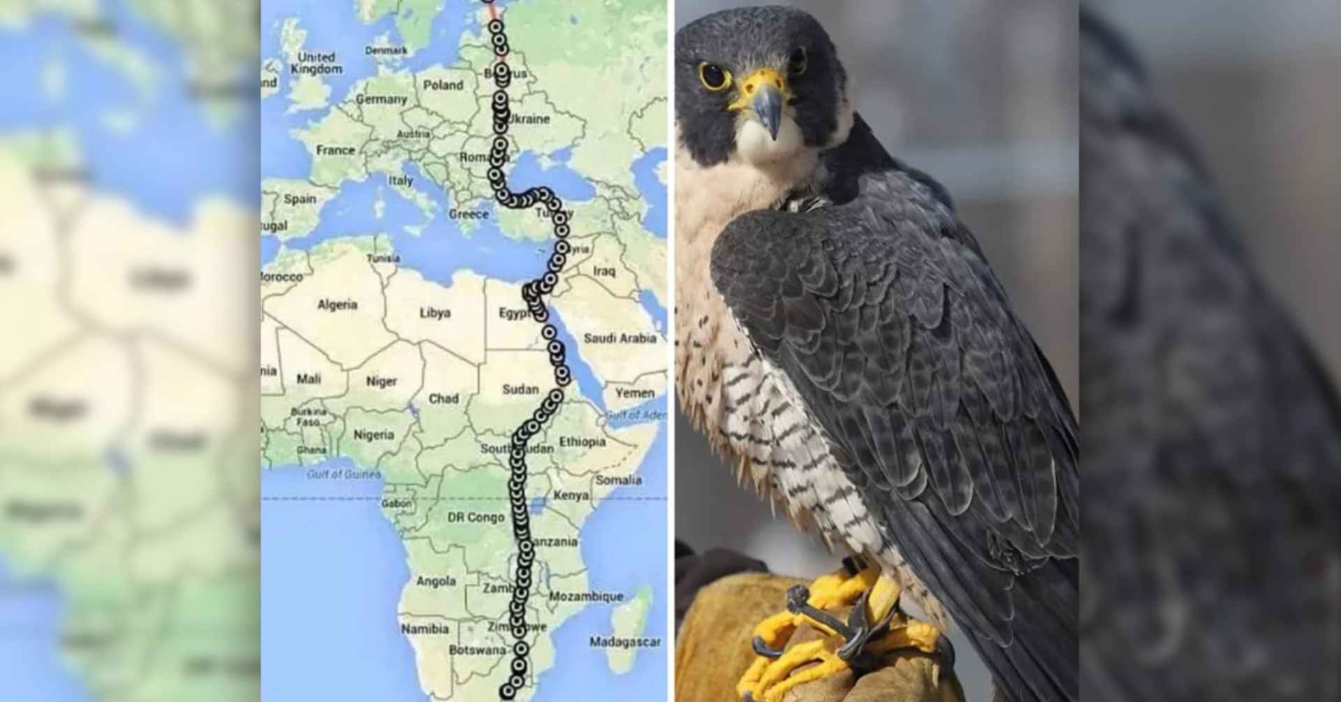 Bird Flies From South Africa To Finland - Hasan Jasim