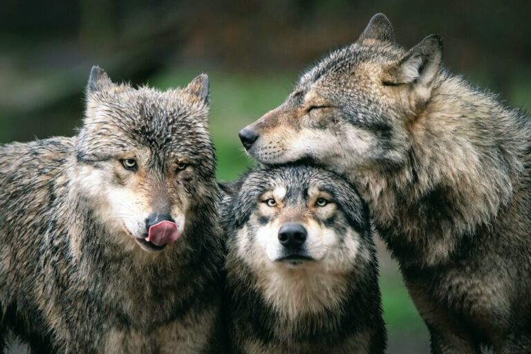 The Unbreakable Bond: The Love and Loyalty of Wolves - Hasan Jasim