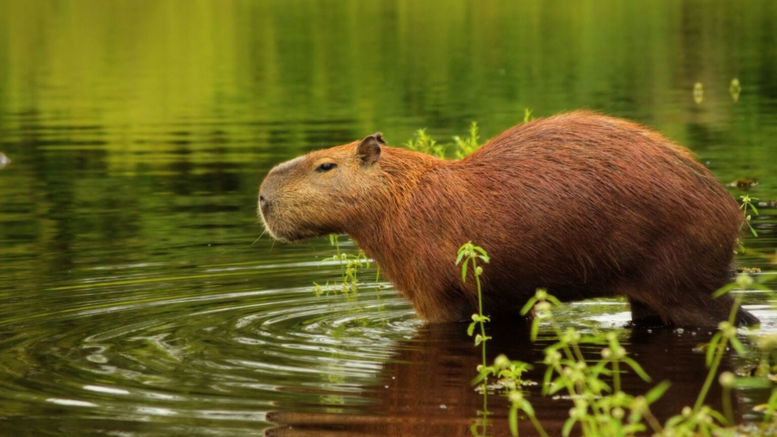 For Hundreds Of Years The Vatican Has Classed Capybara As A Fish ...