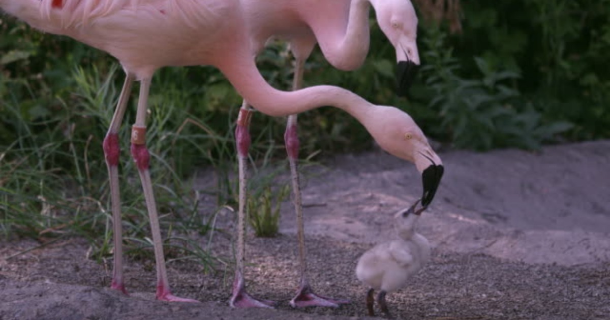 Flamingo Crop Milk: The Secretive Nutrient-Rich Substance Behind the ...