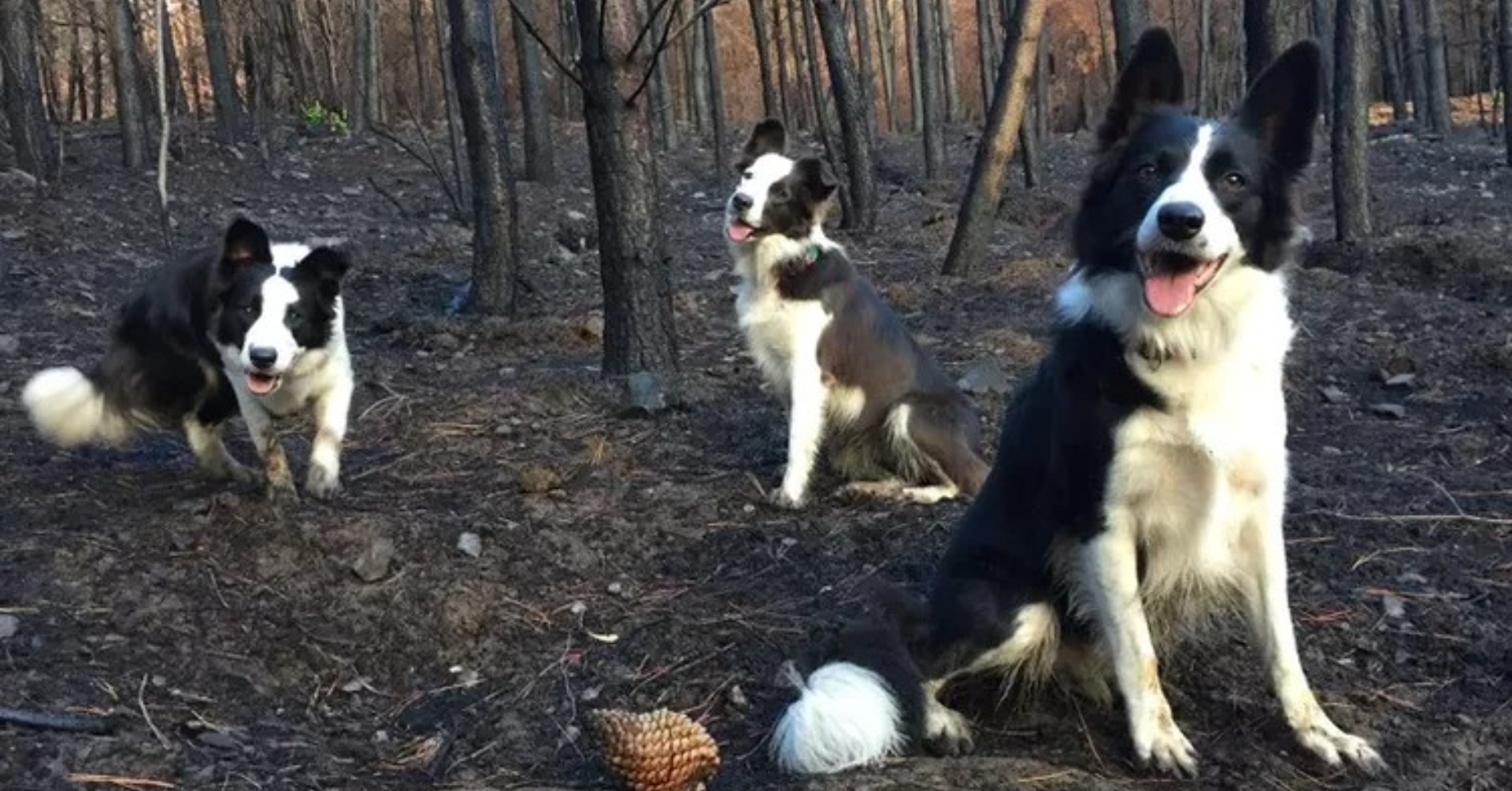 Border Collies Run Like the Wind to Bring New Life to Chilean Forest ...