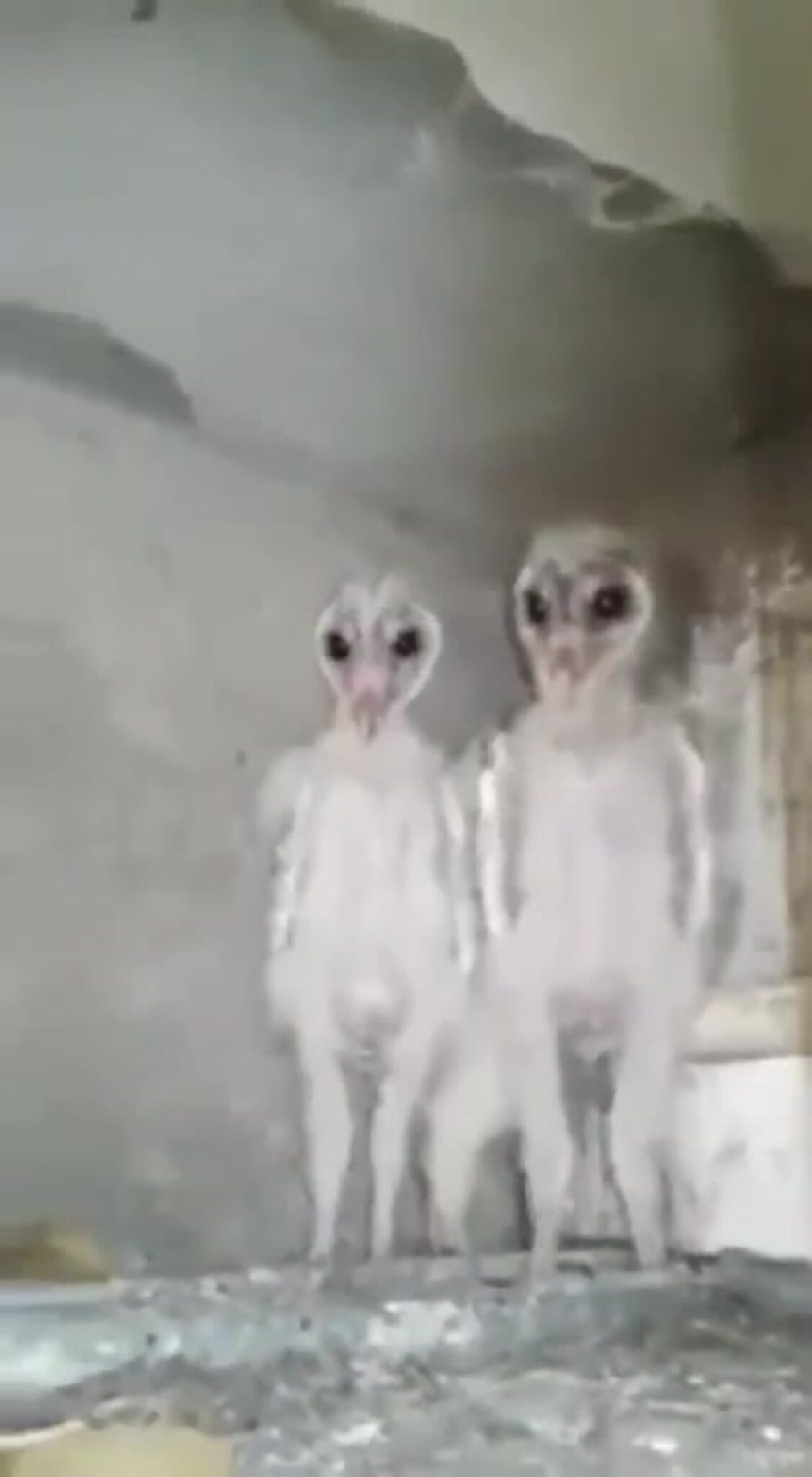 Video of Baby Owls May Actually Help Explain Alien Sightings - Hasan Jasim