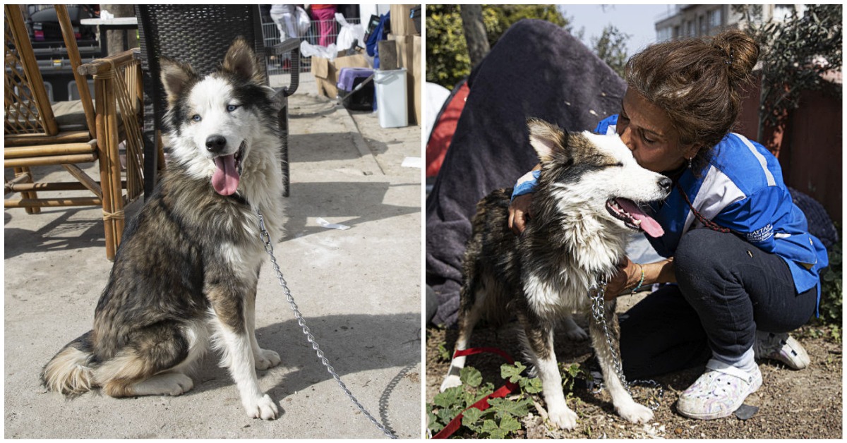 Husky dog found alive under rubble 22 days after Turkey earthquake ...