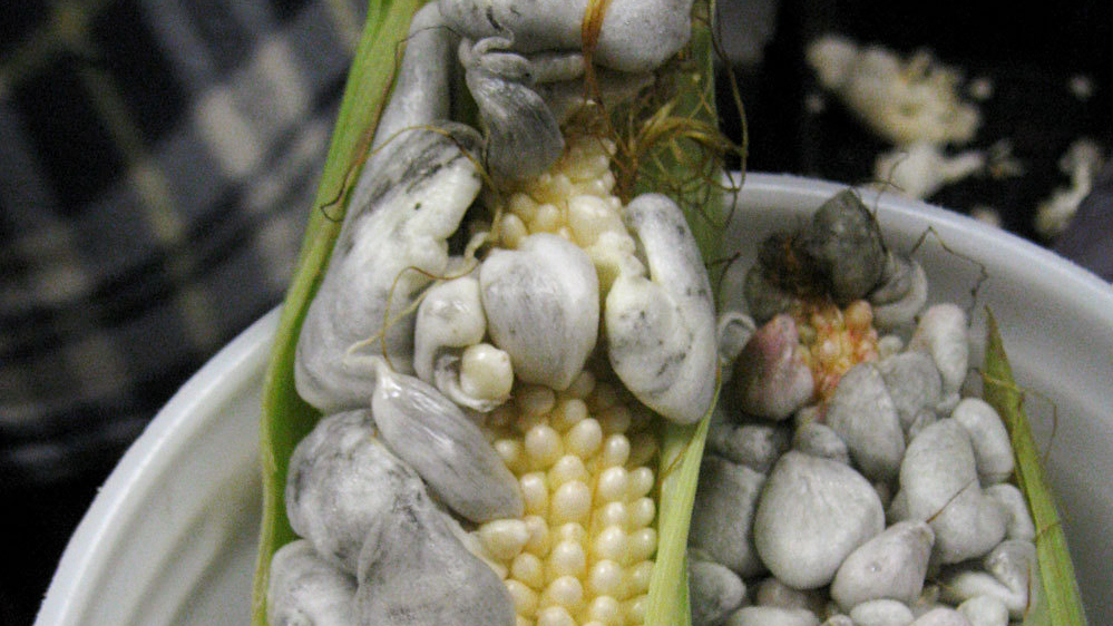 The Rise of Huitlacoche: Chefs Embrace Corn Fungus as Delicacy - Hasan ...