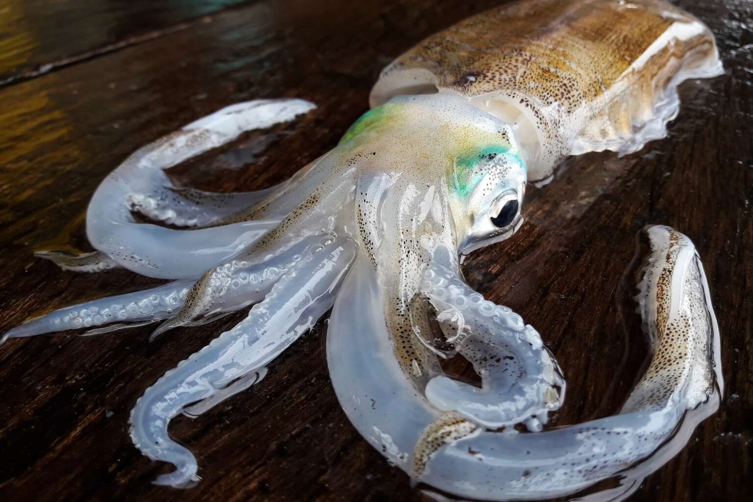 Divers Find Enormous, Creepy Squid on New Zealand Beach - Hasan Jasim