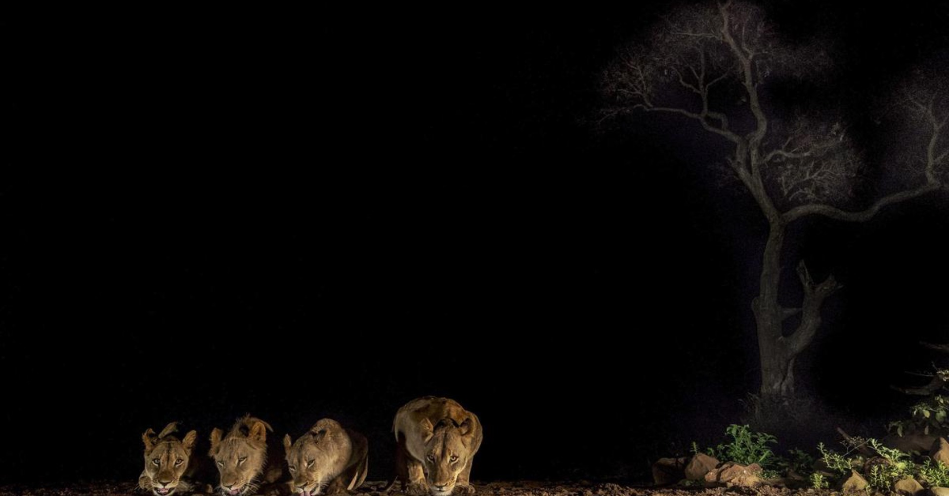 The Art of Wildlife Photography: Capturing the Beauty of the Wild with ...