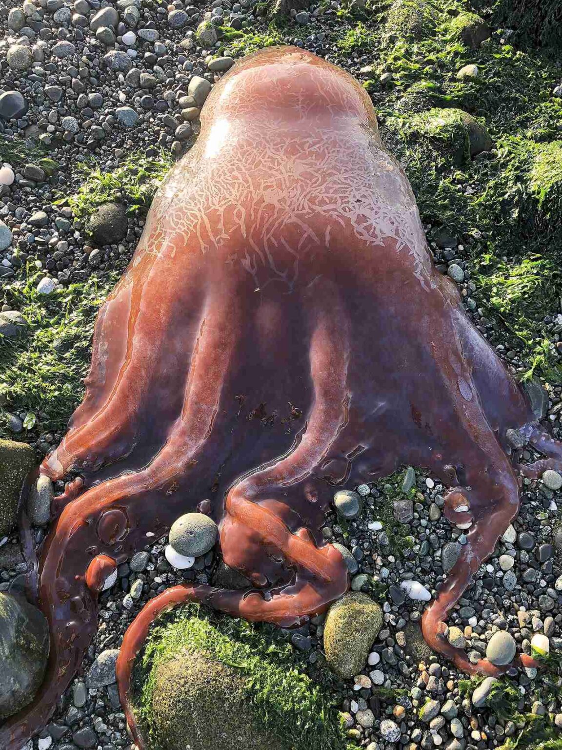The Bizarre Red Blob Washed Ashore on a Washington Beach with a Seven ...