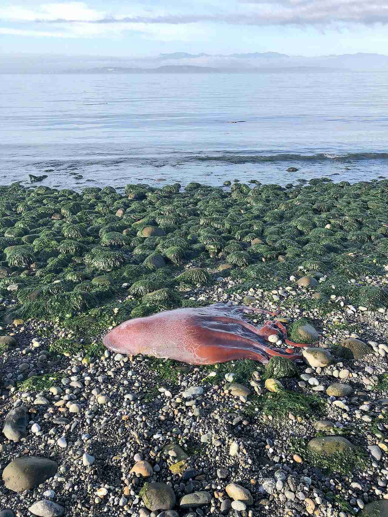 The Bizarre Red Blob Washed Ashore on a Washington Beach with a Seven ...