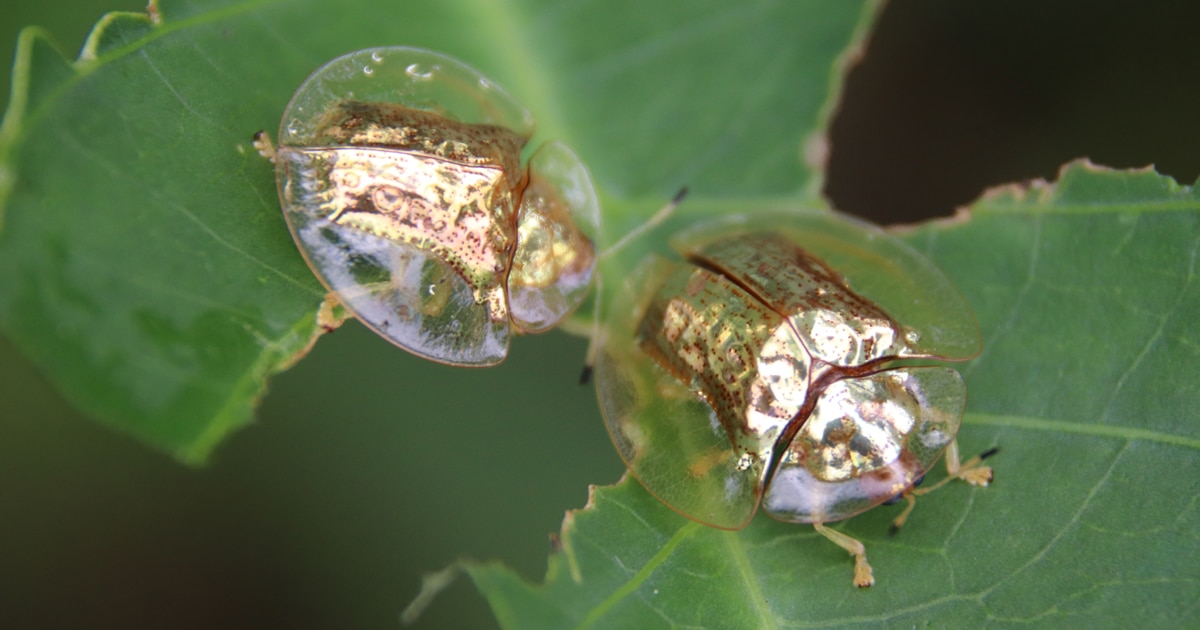 The Golden Tortoise Beetle: A Jewel of the Insect World - Hasan Jasim