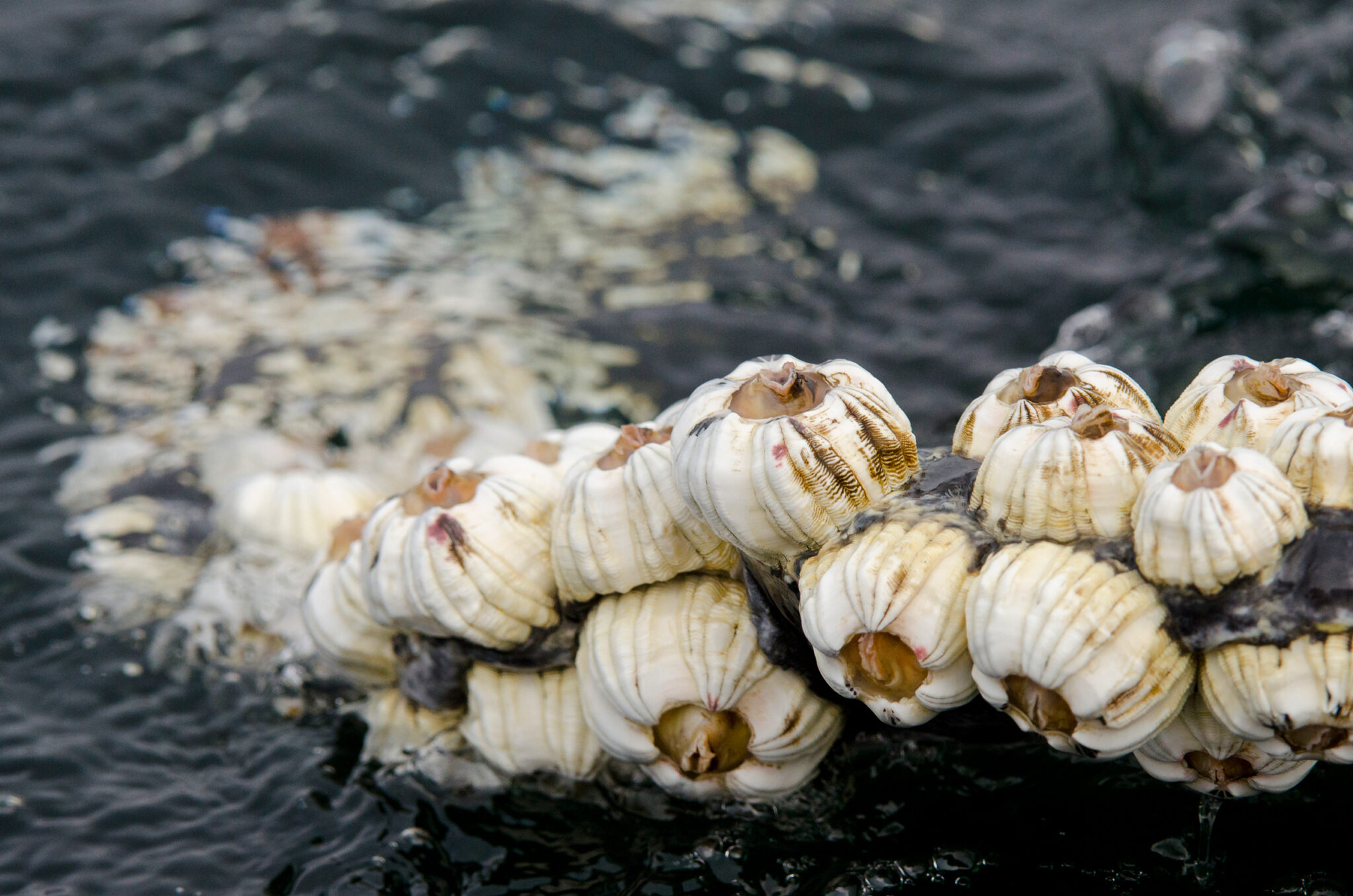 The Benefits and Risks of Barnacles on Whales: A Fascinating ...