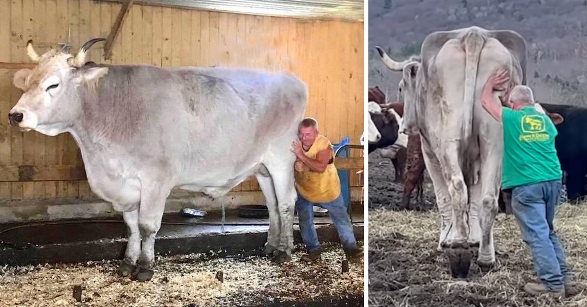 Meet Tommy: The 3000lb Ox Who Dwarfs His Owner - Hasan Jasim