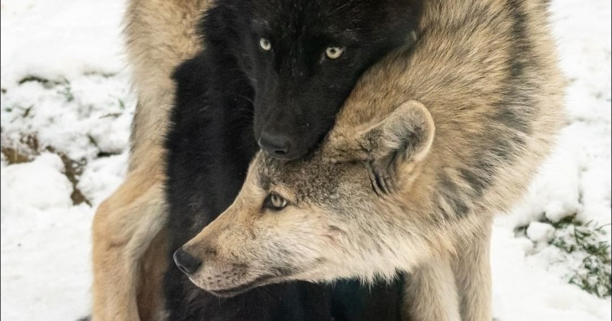The Unbreakable Bond: The Love and Loyalty of Wolves - Hasan Jasim