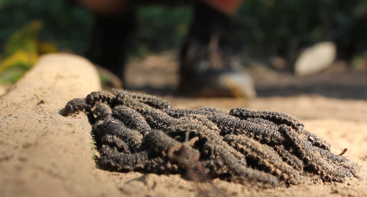 The Science of Collective Behavior: Exploring the Rolling Swarm of ...