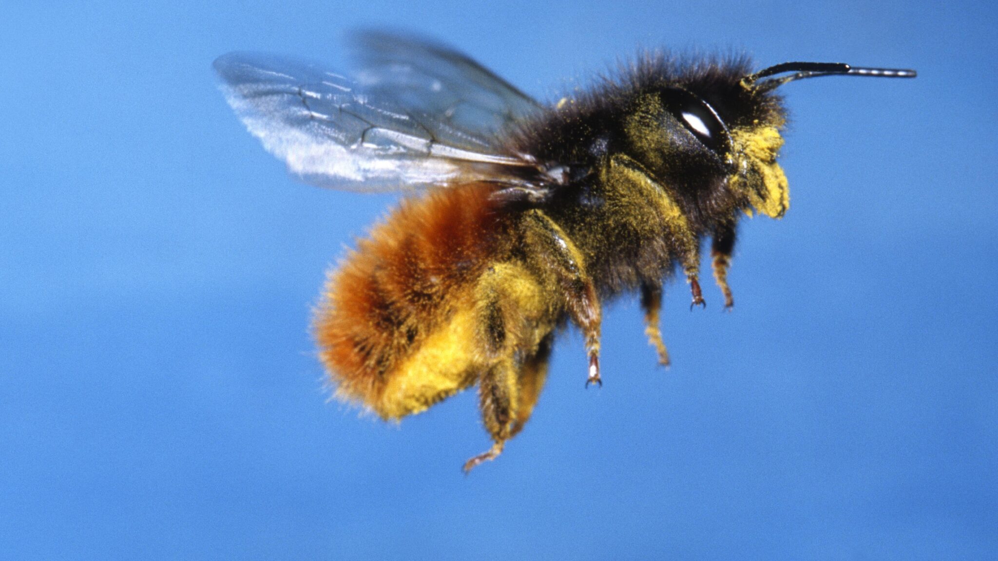 Mason Bees on Broomsticks: The Witchy Ways of UK's Best Parenting Bee ...