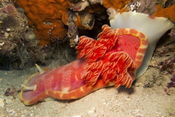 Discovering the Spanish Dancer – A Stunning Creature of the Australian ...