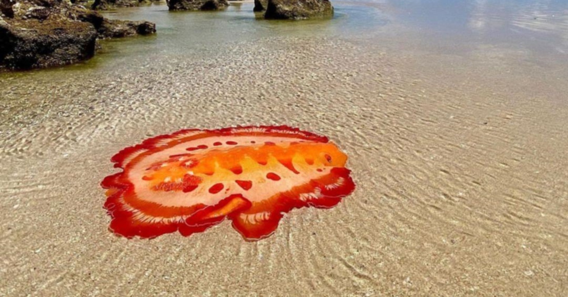 Discovering the Spanish Dancer – A Stunning Creature of the Australian ...