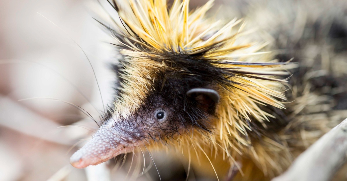 The Streaked Tenrec: A Fascinating Madagascar Mammal with Spikes and ...