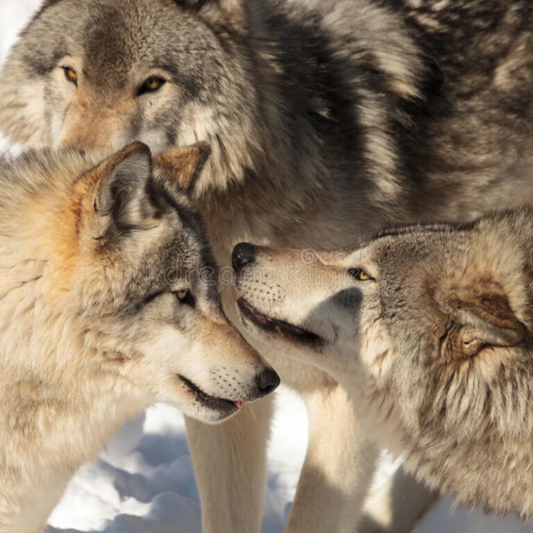 The Unbreakable Bond: The Love and Loyalty of Wolves - Hasan Jasim