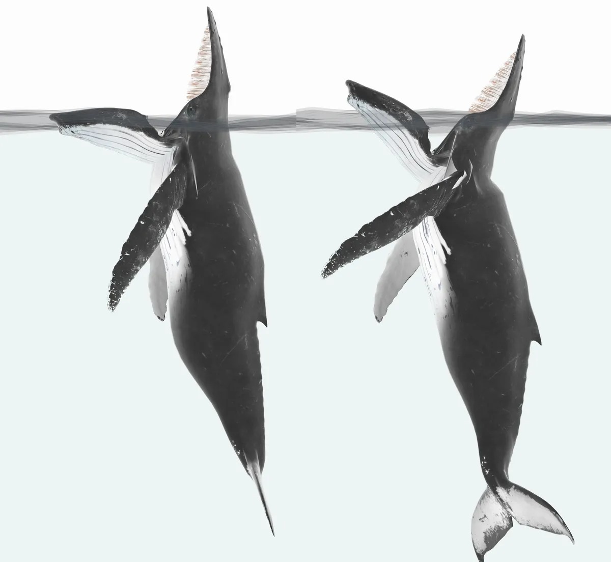 New Whale Behavior May Be Inspiration for Ancient Norse Sea Creature ...
