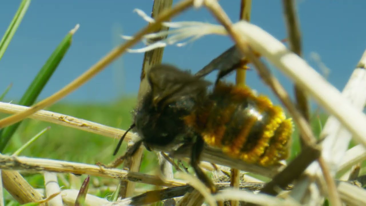 Mason Bees on Broomsticks: The Witchy Ways of UK's Best Parenting Bee ...