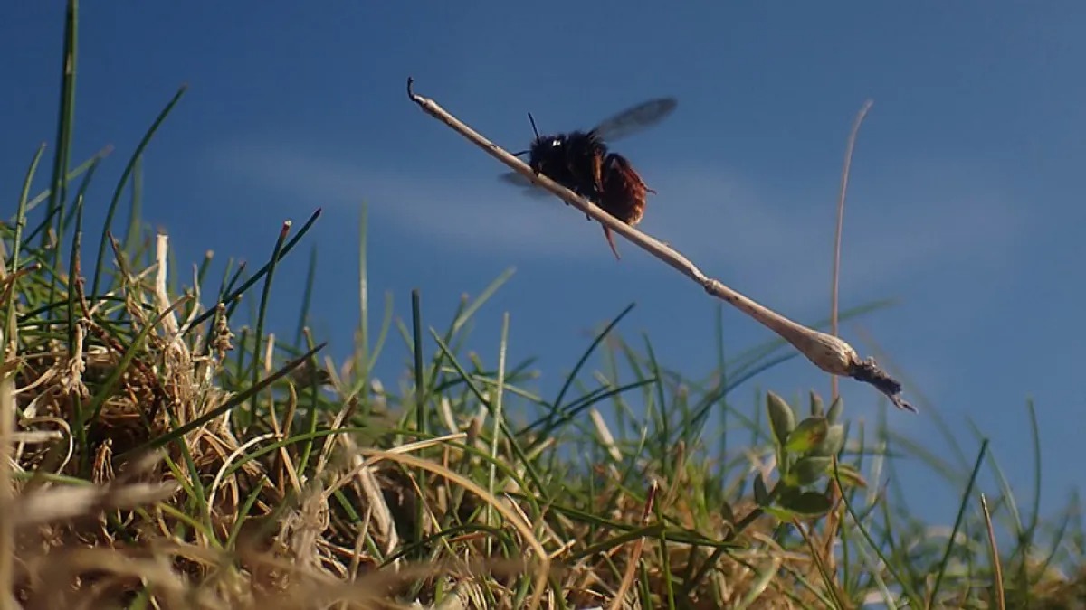 Mason Bees on Broomsticks: The Witchy Ways of UK’s Best Parenting Bee ...