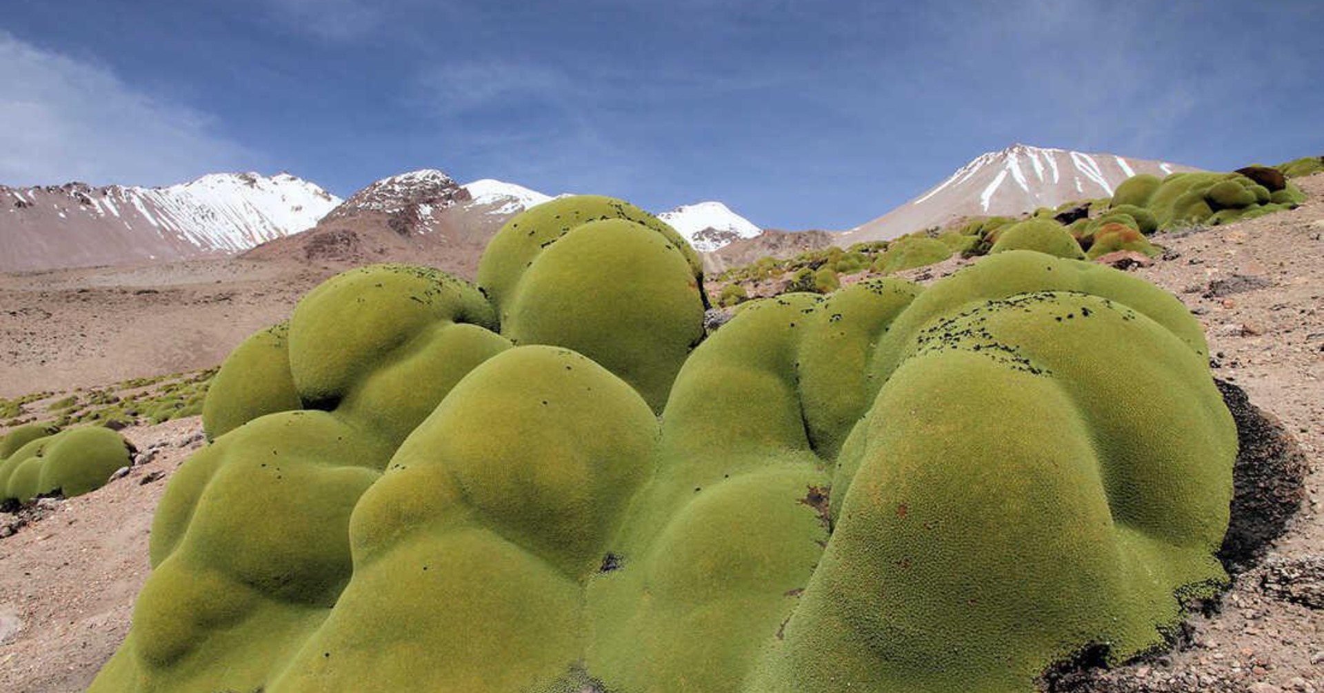 Llareta: The 3000-Year-Old Shrub That Looks Like a Giant Green Blob - Hasan Jasim