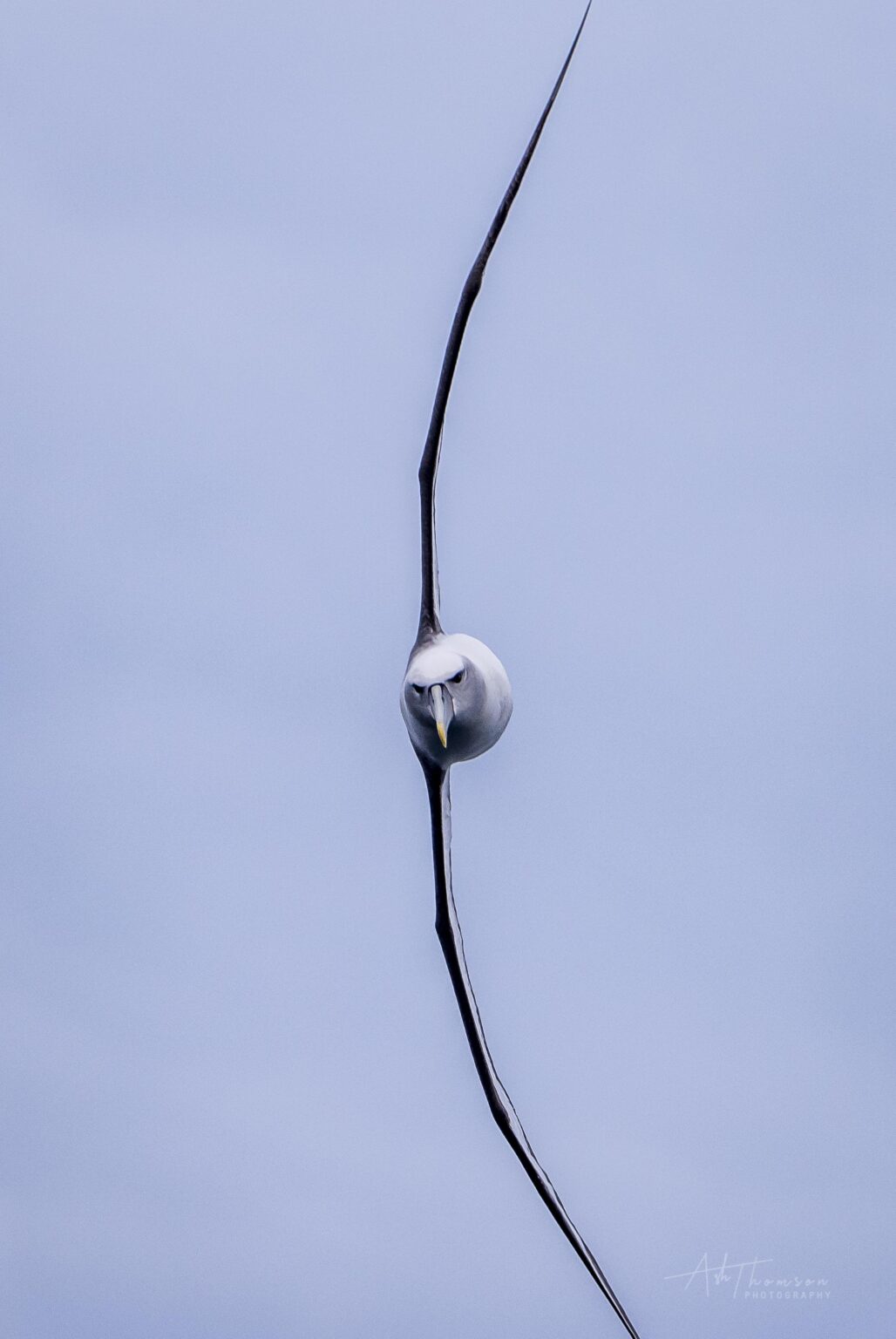 Capturing the Beauty of Dynamic Soaring: Photographer Ash Thomson’s ...