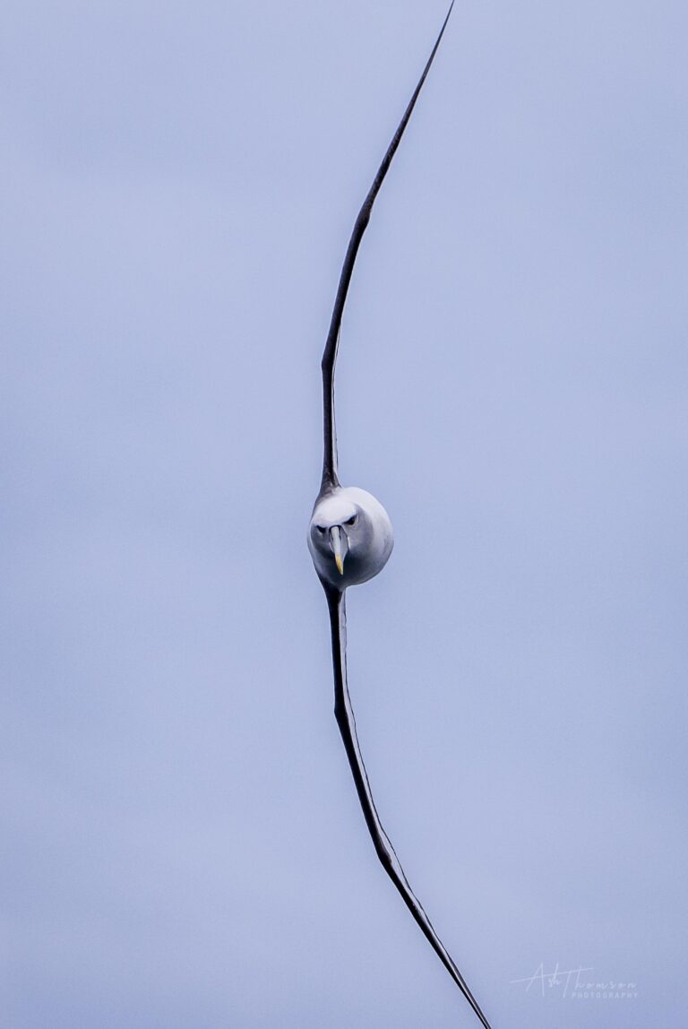 Capturing the Beauty of Dynamic Soaring: Photographer Ash Thomson’s ...