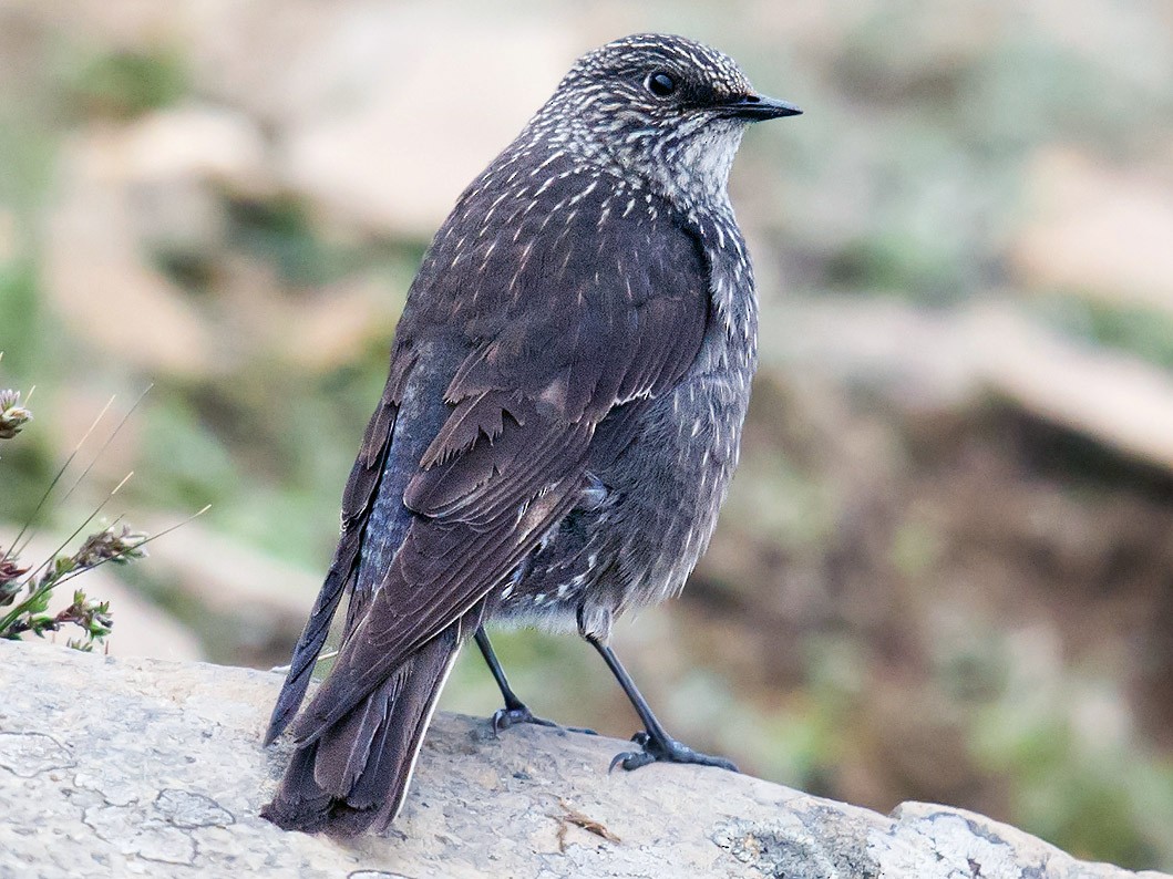 Exploring Sexual Dimorphism in Grandalas: The Striking Differences ...