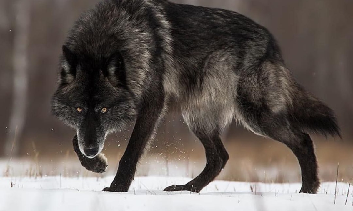 Wolves’ Built-In Adaptation: Their Insulating Undercoat - Hasan Jasim