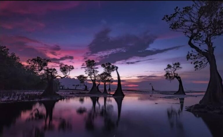 The Hypnotic Beauty and Importance of Sumba Island's Dancing Mangrove ...