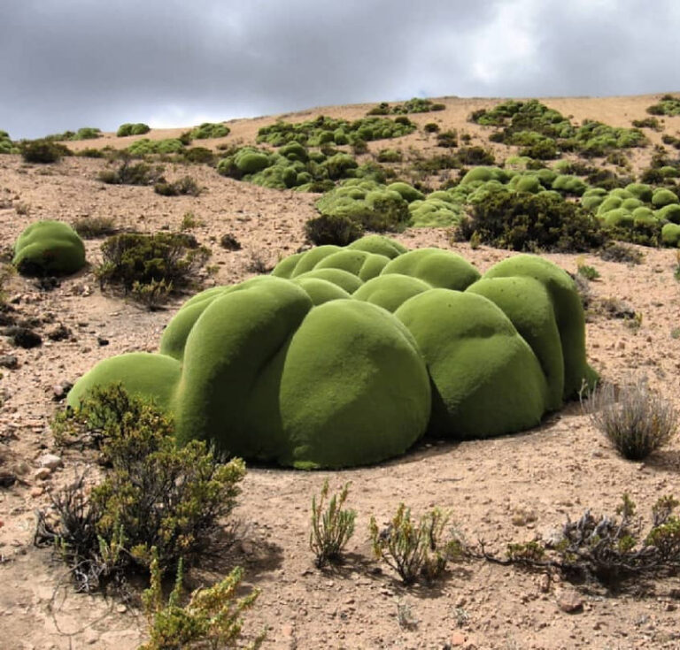 Llareta: The 3000-Year-Old Shrub That Looks Like a Giant Green Blob ...